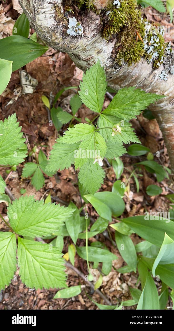 dwarf raspberry (Rubus pubescens Stock Photo - Alamy