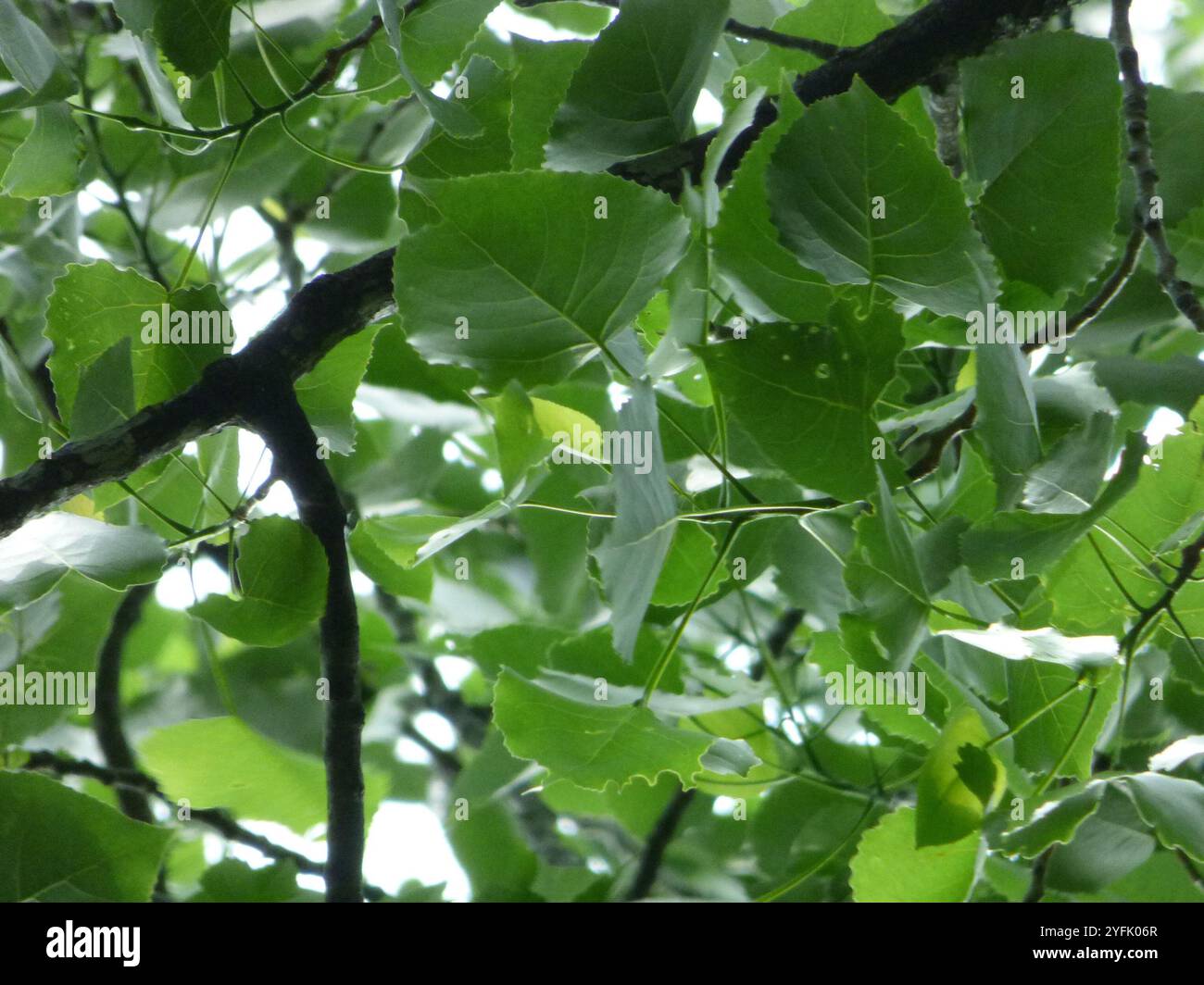 Eastern Cottonwood (Populus deltoides Stock Photo - Alamy