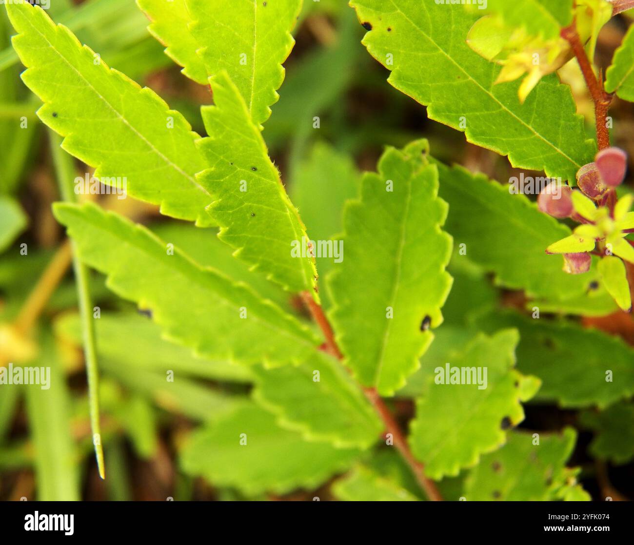Pyramid Flower (Melochia pyramidata Stock Photo - Alamy