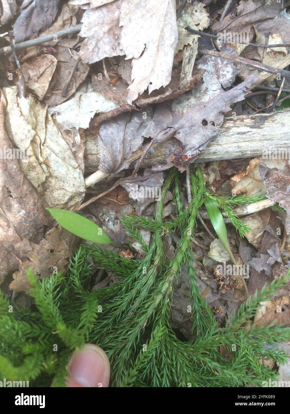Hickey's tree-clubmoss (Dendrolycopodium hickeyi Stock Photo - Alamy