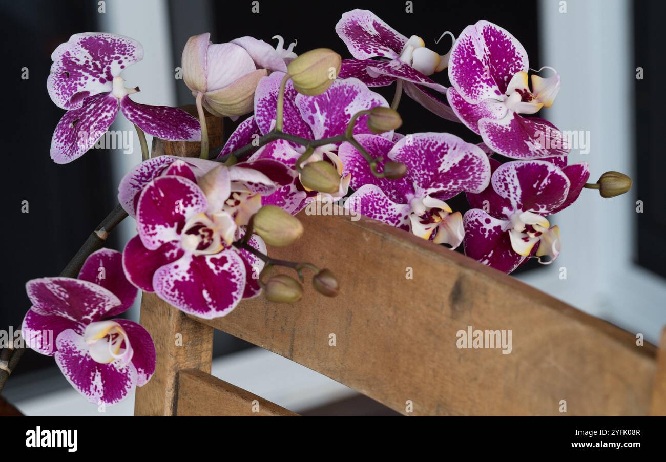 Moth Orchid flowers, stunningly beautiful bunch with purple spotted ...