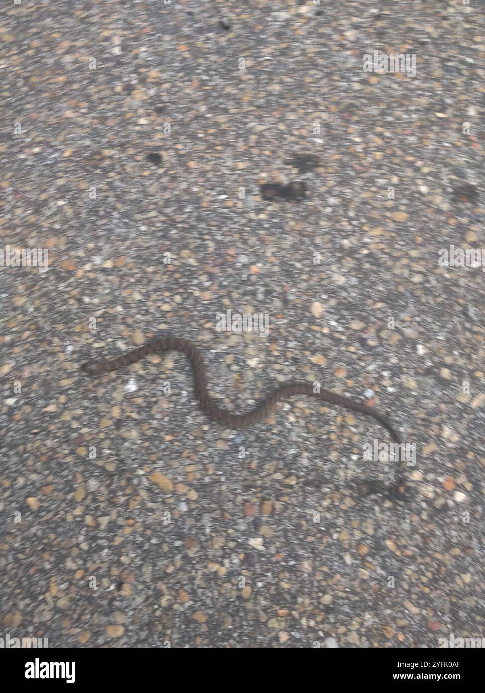 Common Watersnake (Nerodia sipedon Stock Photo - Alamy