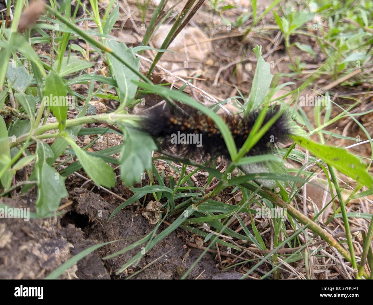 Salt Marsh Moth (Estigmene acrea Stock Photo - Alamy