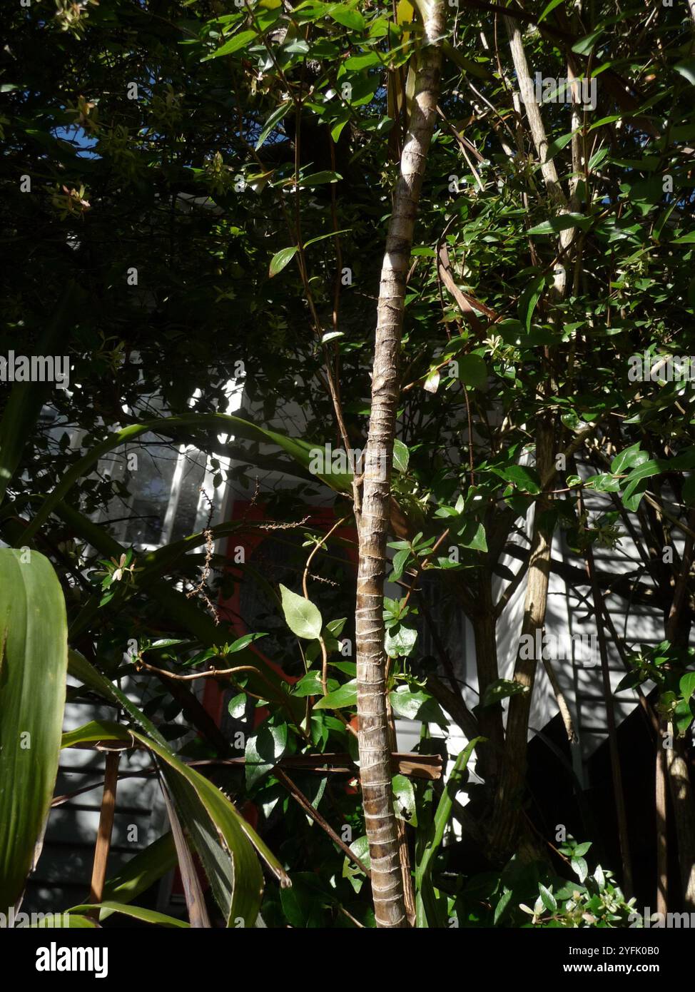 cabbage trees and allies (Cordyline Stock Photo - Alamy