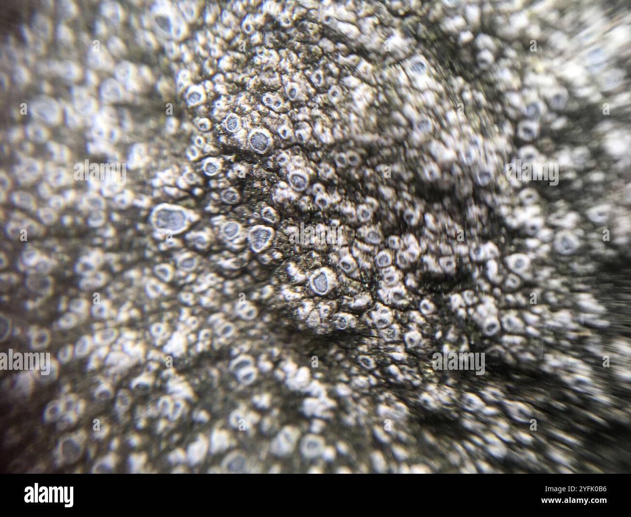 Smokey-eyed Boulder Lichen (Porpidia albocaerulescens Stock Photo - Alamy