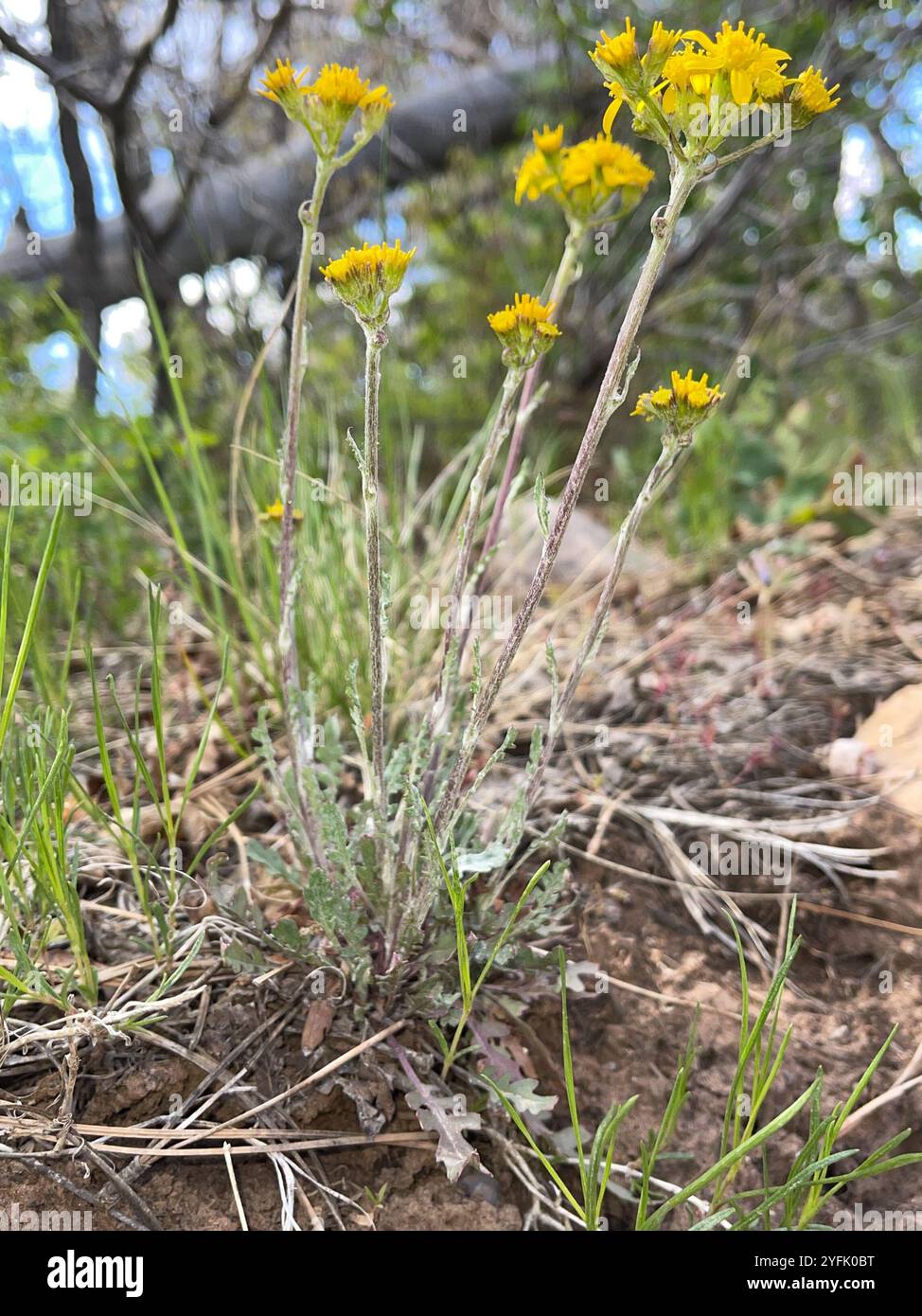 Multilobata hi-res stock photography and images - Alamy