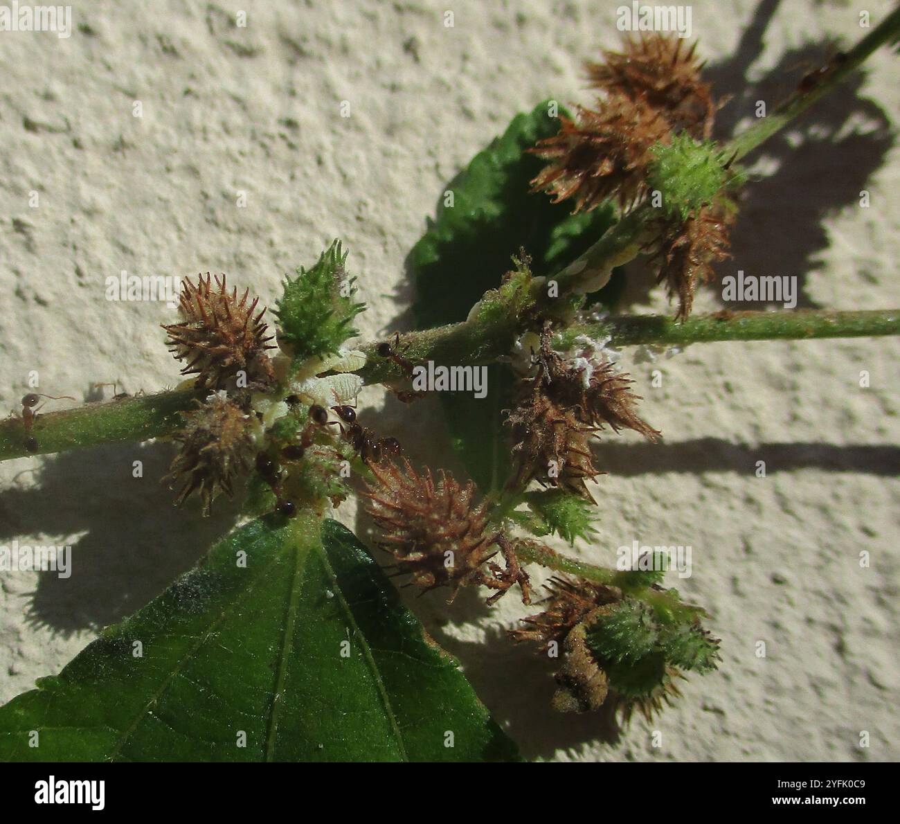 Chinese Bur (Triumfetta rhomboidea Stock Photo - Alamy