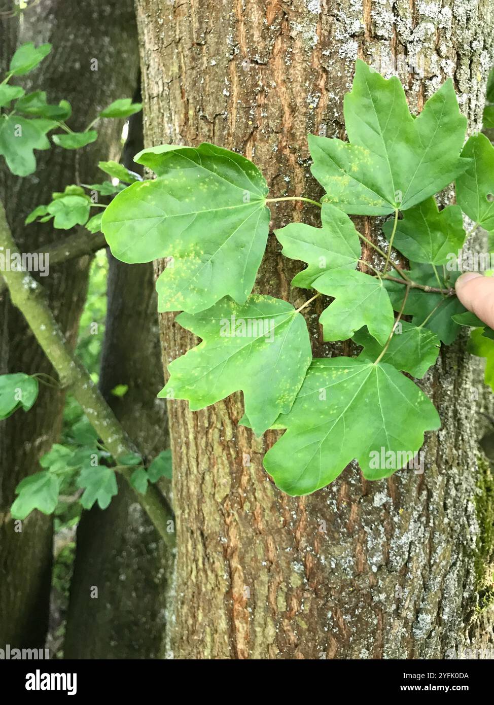 field maple (Acer campestre Stock Photo - Alamy