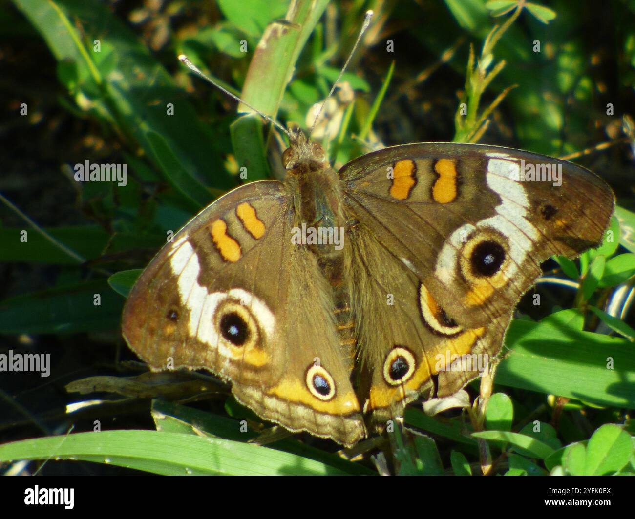 Common Buckeye (Junonia coenia Stock Photo - Alamy