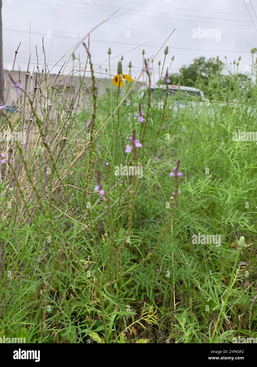 Texas vervain hi-res stock photography and images - Alamy