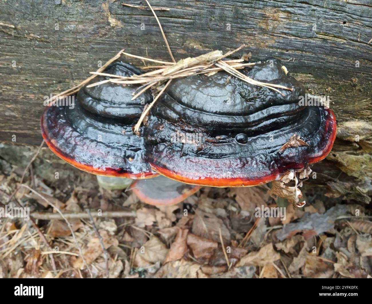 Red-banded Polypore (Fomitopsis pinicola Stock Photo - Alamy