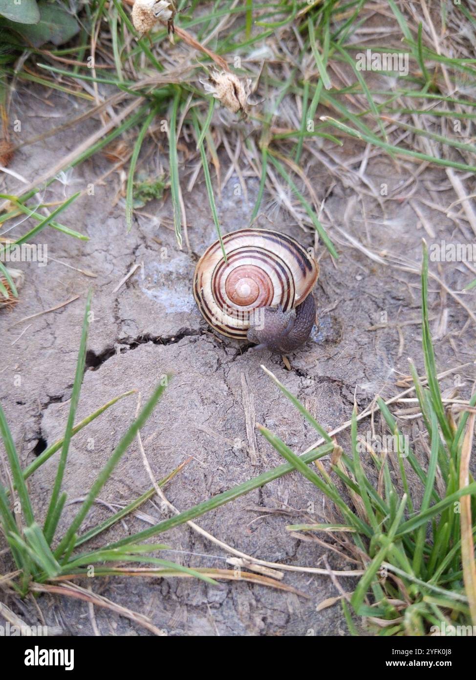 Brown-lipped Snail (Cepaea nemoralis Stock Photo - Alamy