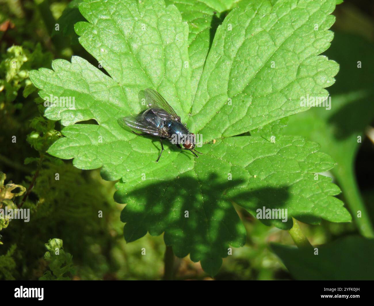Bluebottle Flies (Calliphora Stock Photo - Alamy