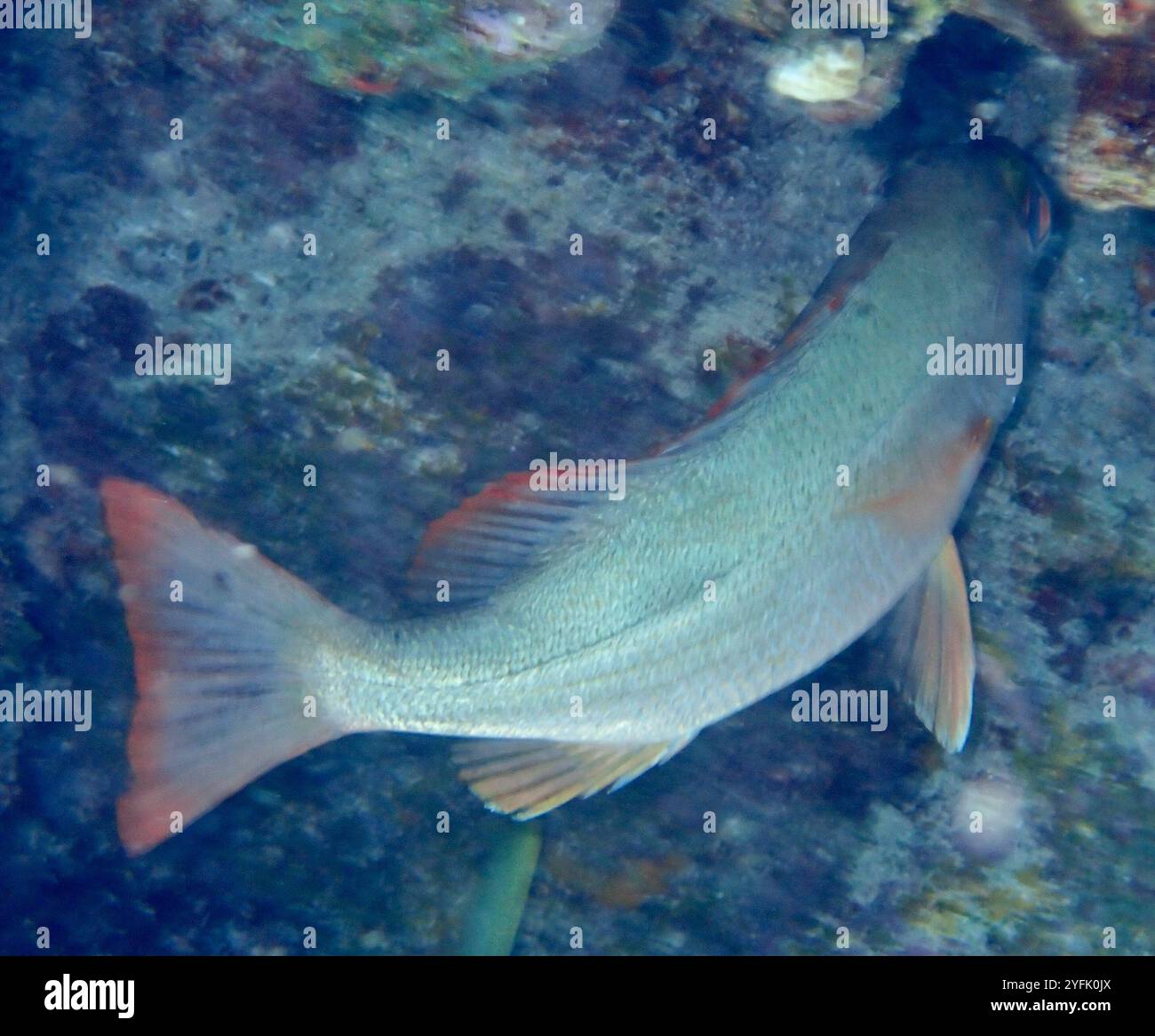 Mahogany Snapper (Lutjanus mahogoni Stock Photo - Alamy