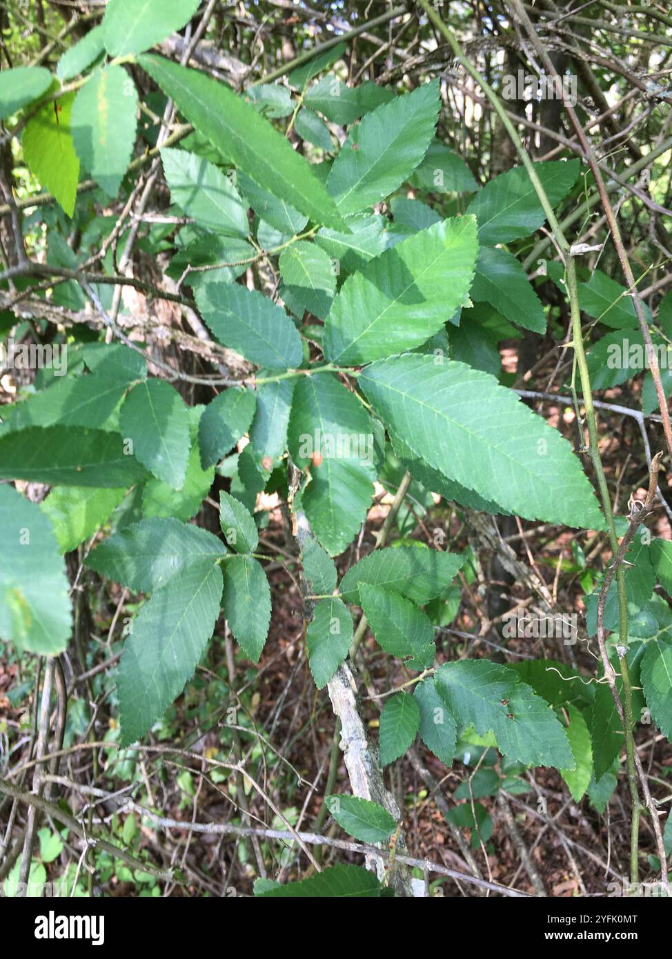 Winged Elm (Ulmus alata Stock Photo - Alamy