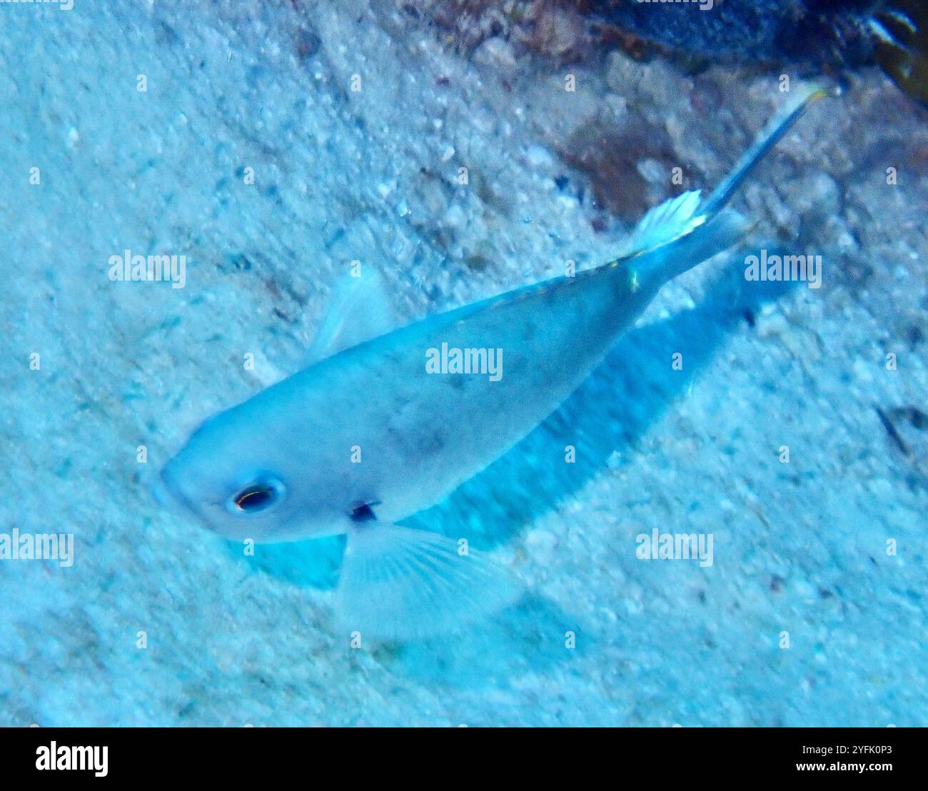 Brown Chromis (Azurina multilineata Stock Photo - Alamy