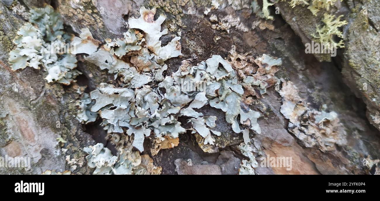 shield lichen (Parmelia sulcata Stock Photo - Alamy