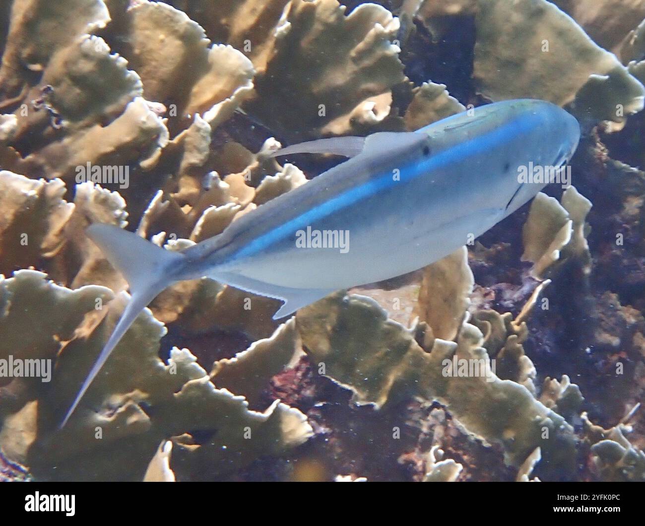 Bar Jack (Caranx ruber Stock Photo - Alamy