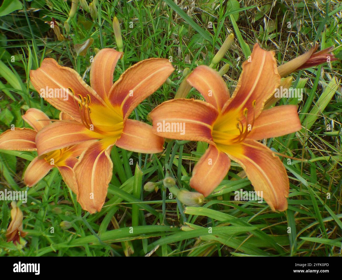 orange day-lily (Hemerocallis fulva Stock Photo - Alamy