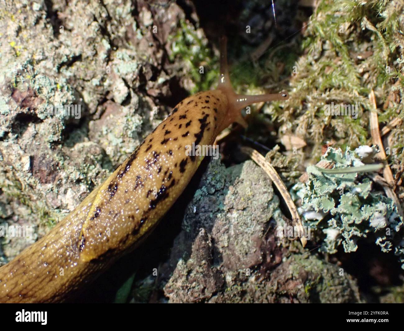 Yellow-bordered Taildropper (Prophysaon foliolatum Stock Photo - Alamy