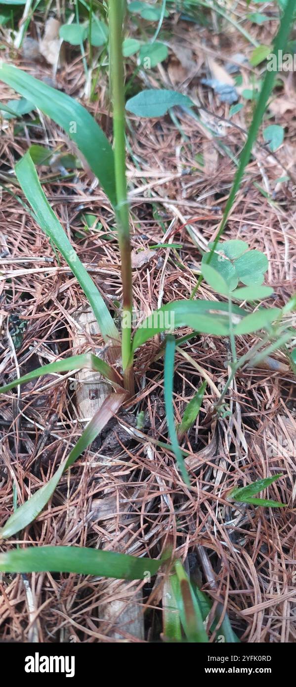 Hairy Woodrush (Luzula pilosa Stock Photo - Alamy