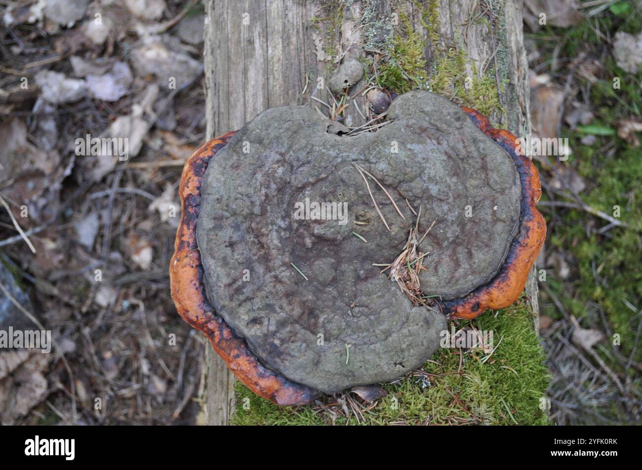 Red-banded Polypore (Fomitopsis pinicola Stock Photo - Alamy