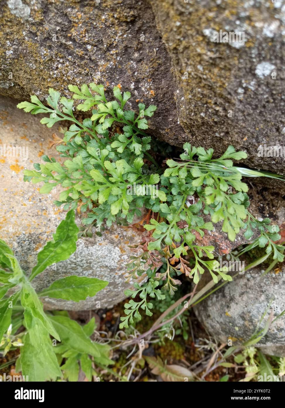 wall-rue (Asplenium ruta-muraria Stock Photo - Alamy