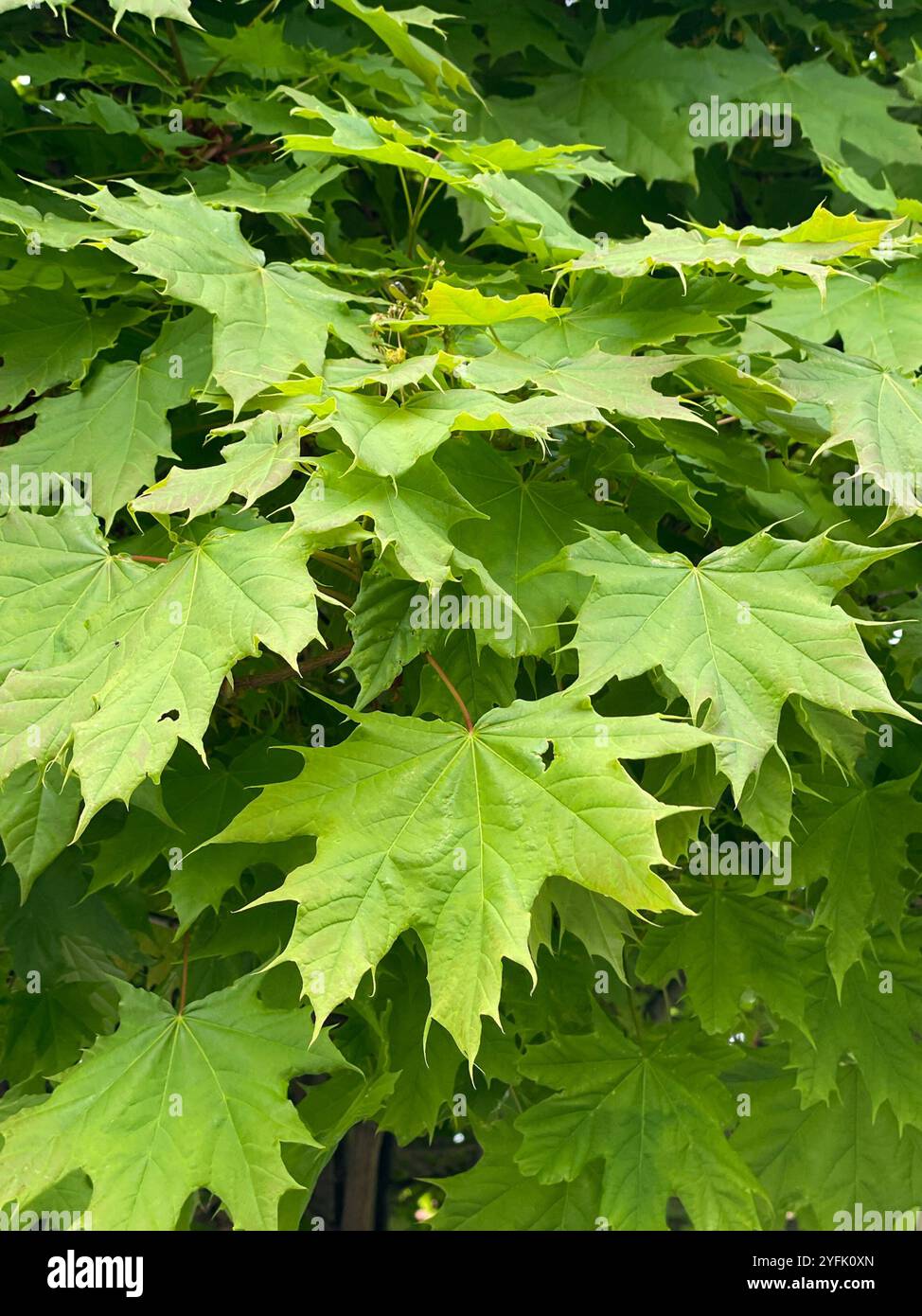 Norway maple (Acer platanoides Stock Photo - Alamy