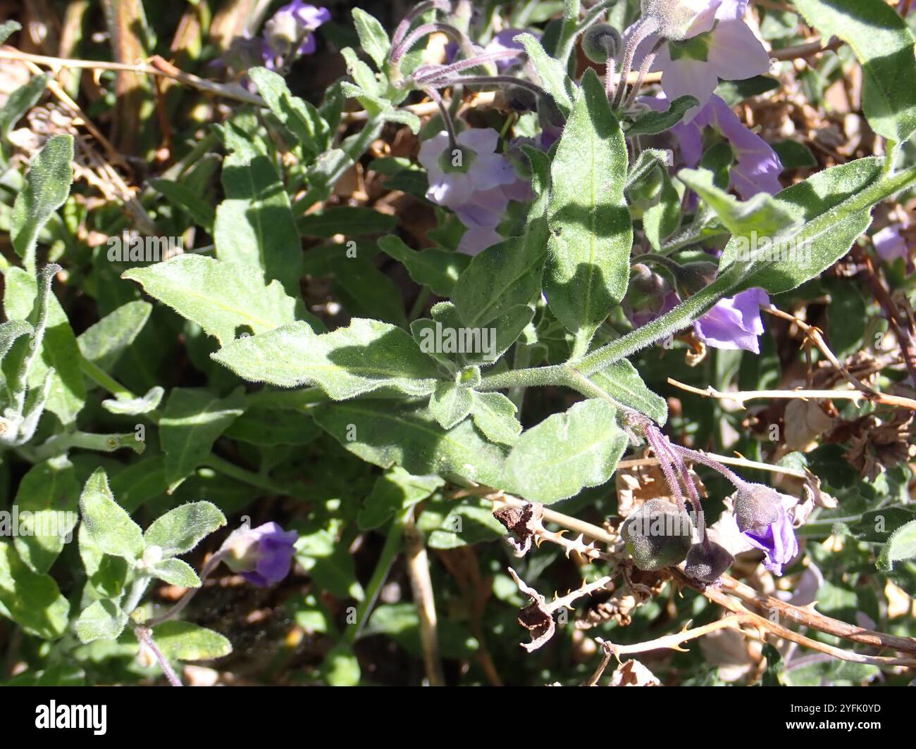 purple nightshade (Solanum xanti Stock Photo - Alamy