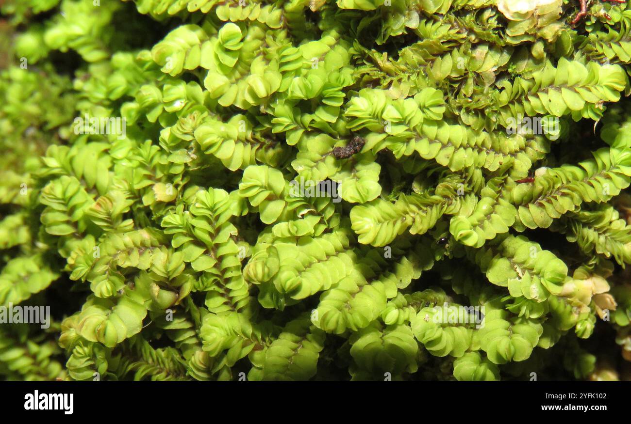 Jungermanniales hi-res stock photography and images - Alamy