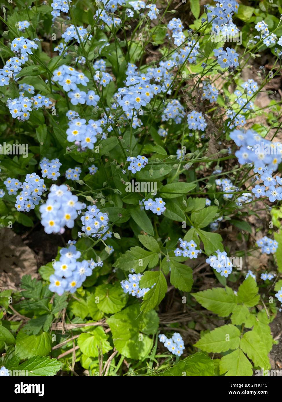 Wood Forget-me-not (Myosotis sylvatica Stock Photo - Alamy