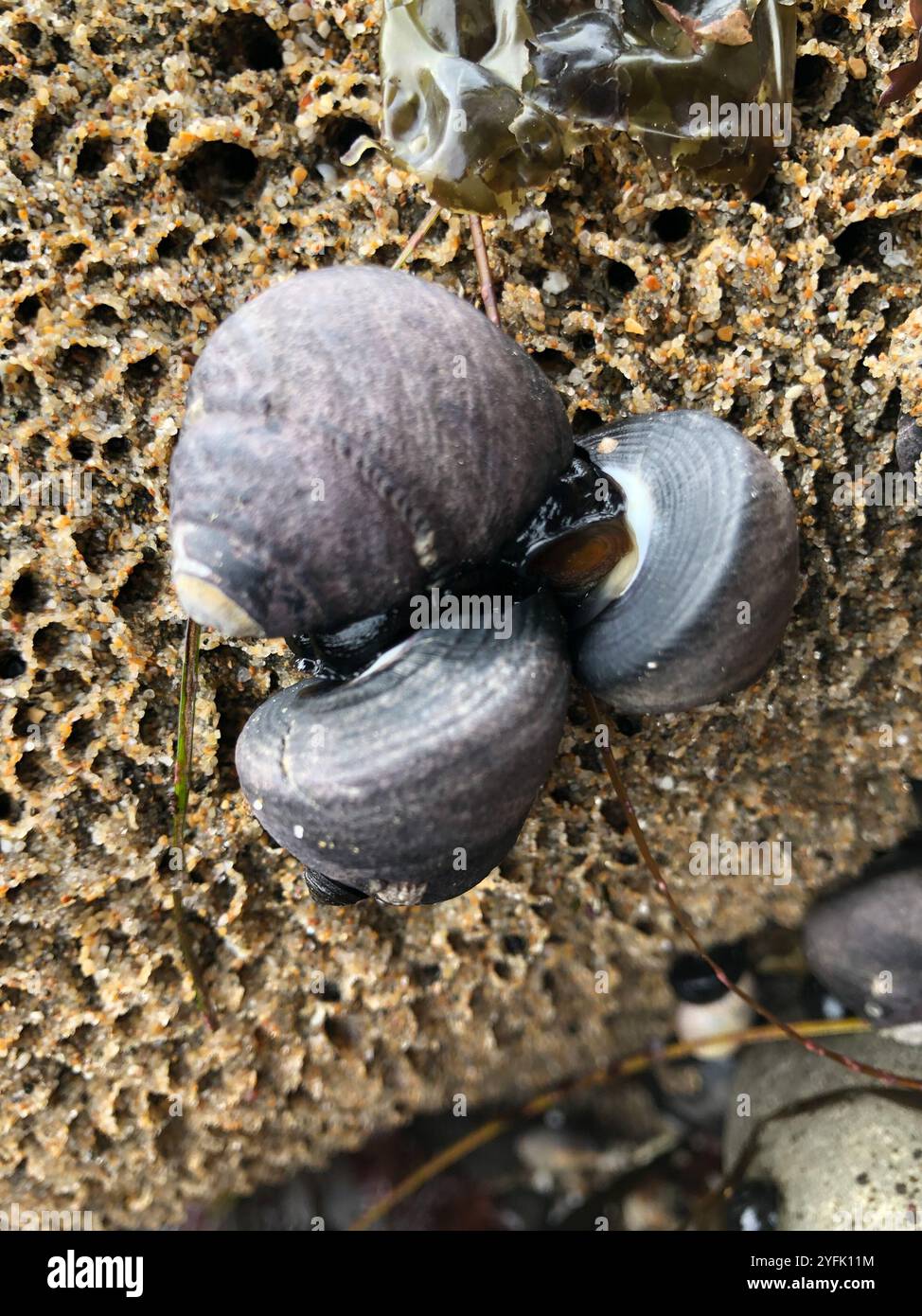 Black Tegula (Tegula funebralis Stock Photo - Alamy