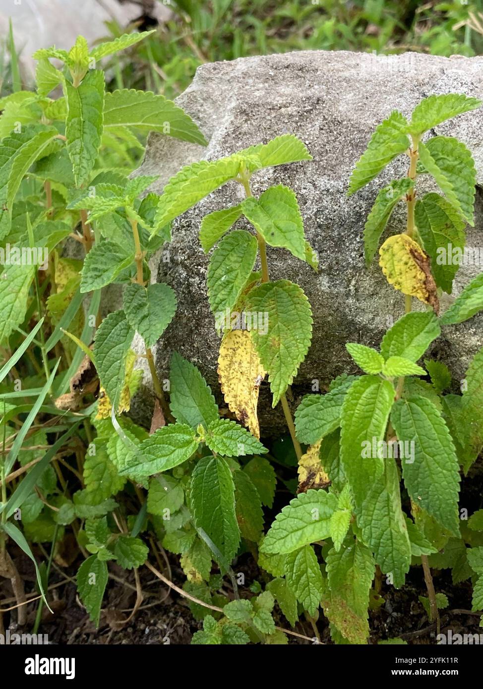 false nettle (Boehmeria cylindrica Stock Photo - Alamy
