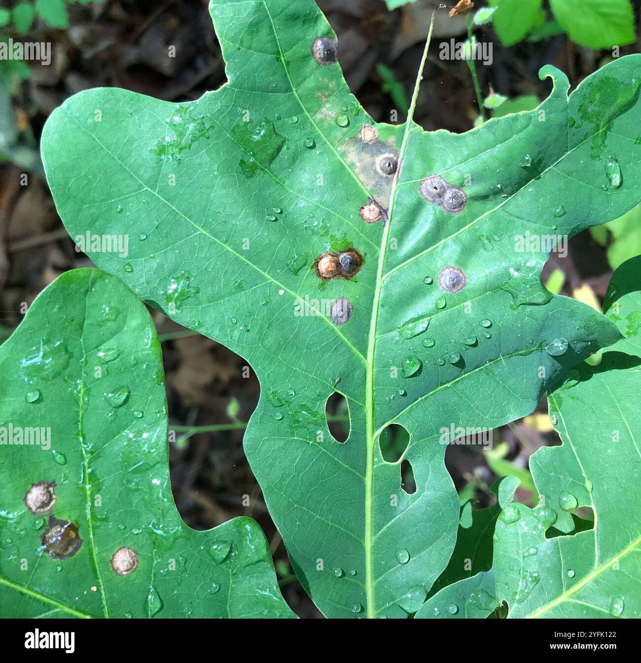 Oak Wart Gall Wasp (Callirhytis quercusfutilis Stock Photo - Alamy