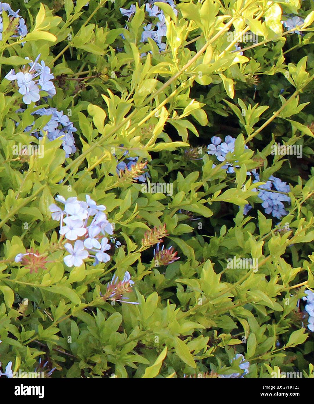 blue plumbago (Plumbago auriculata Stock Photo - Alamy