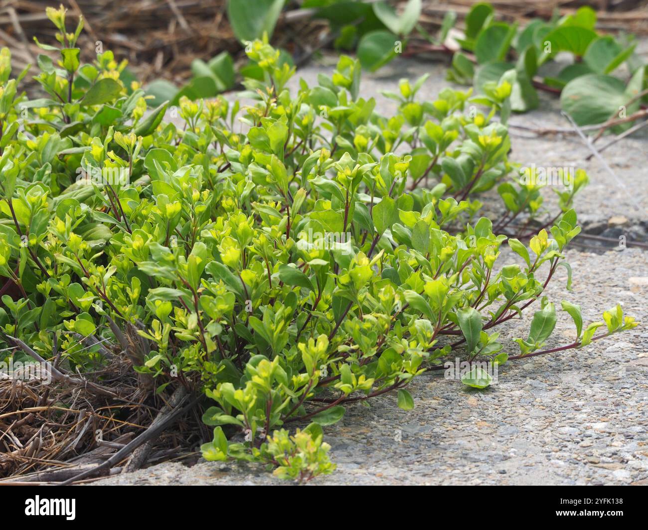 Vitex rotundifolia hi-res stock photography and images - Alamy