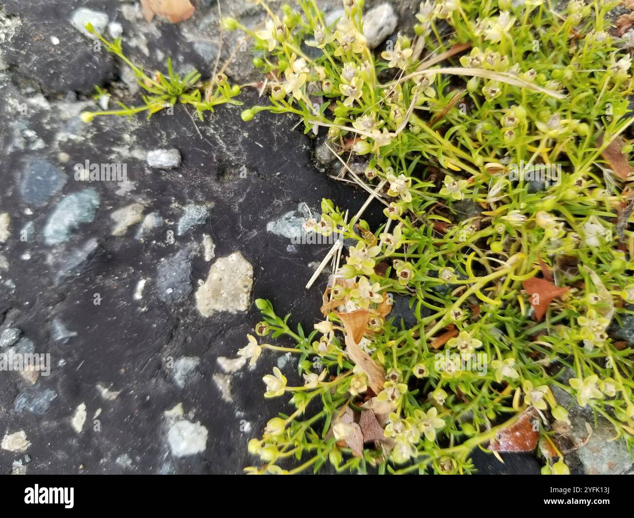 Procumbent Pearlwort (Sagina procumbens Stock Photo - Alamy