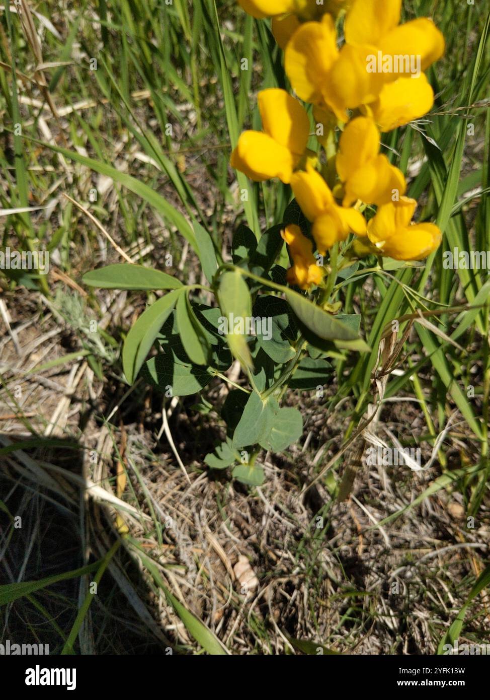 Golden bean (Thermopsis rhombifolia Stock Photo - Alamy