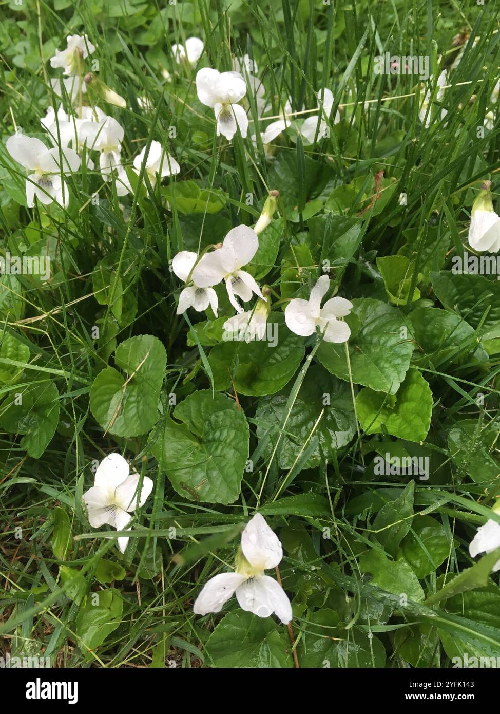 northern white violet (Viola minuscula Stock Photo - Alamy