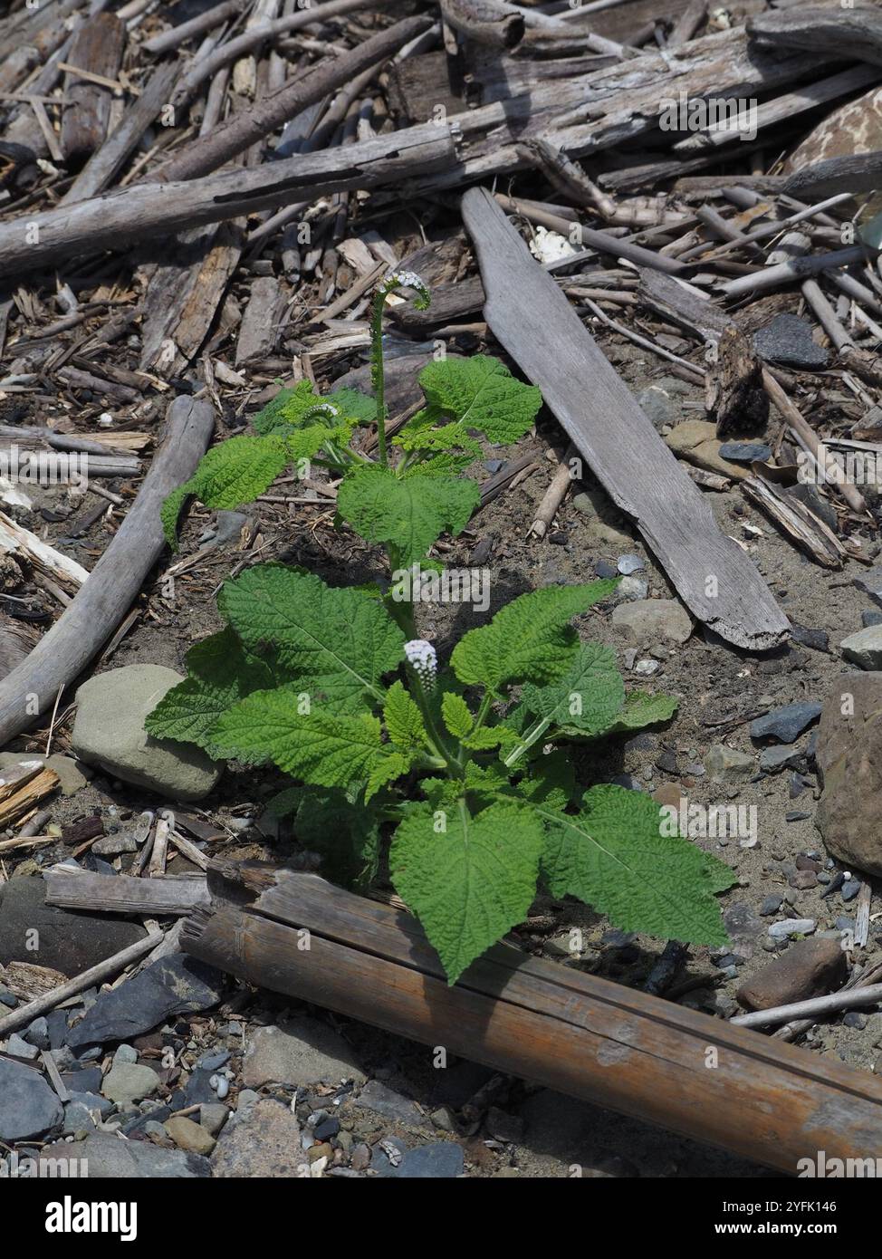 Indian Heliotrope (Heliotropium indicum Stock Photo - Alamy