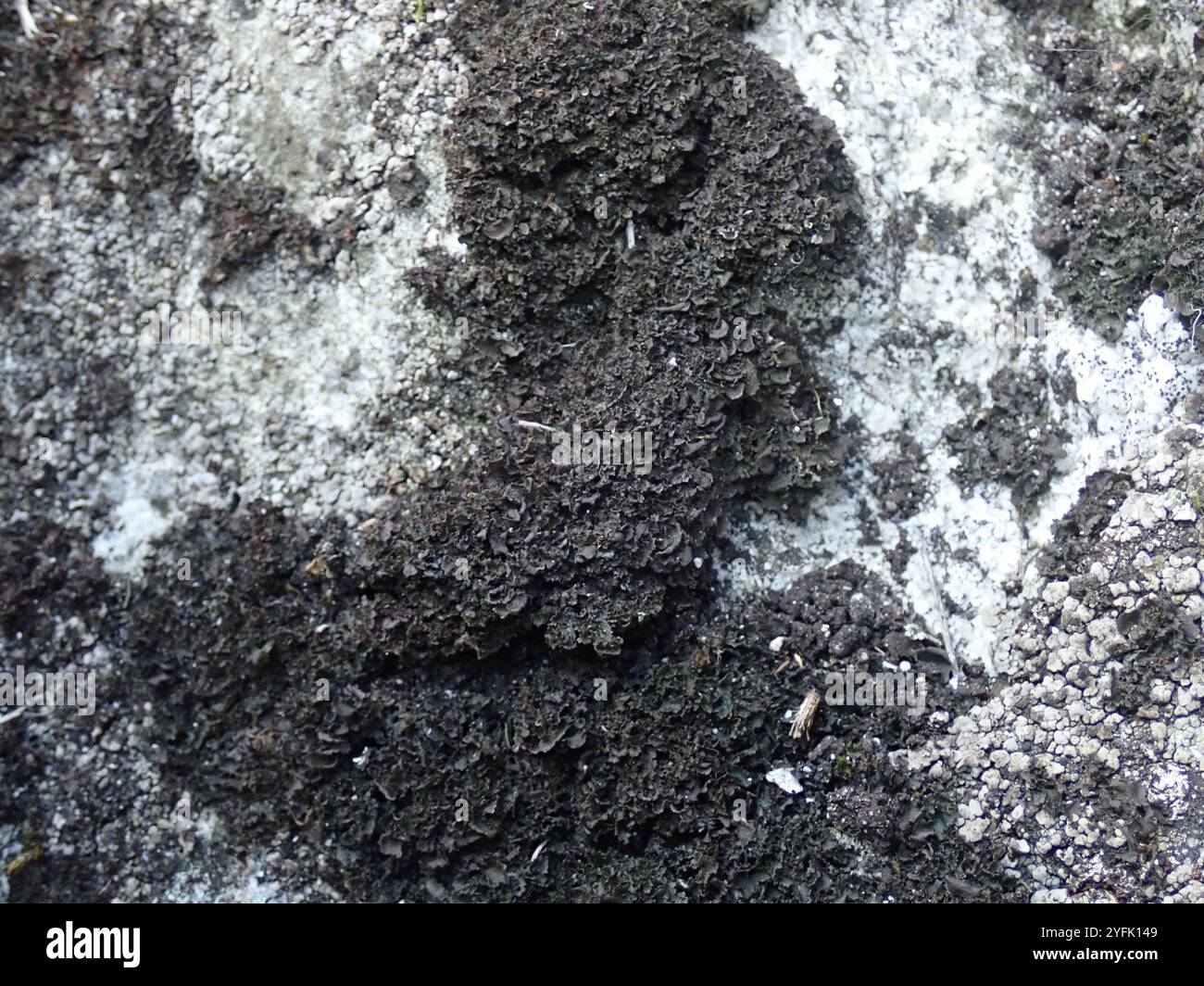 Tattered Jellyskin Lichen (Scytinium lichenoides Stock Photo - Alamy