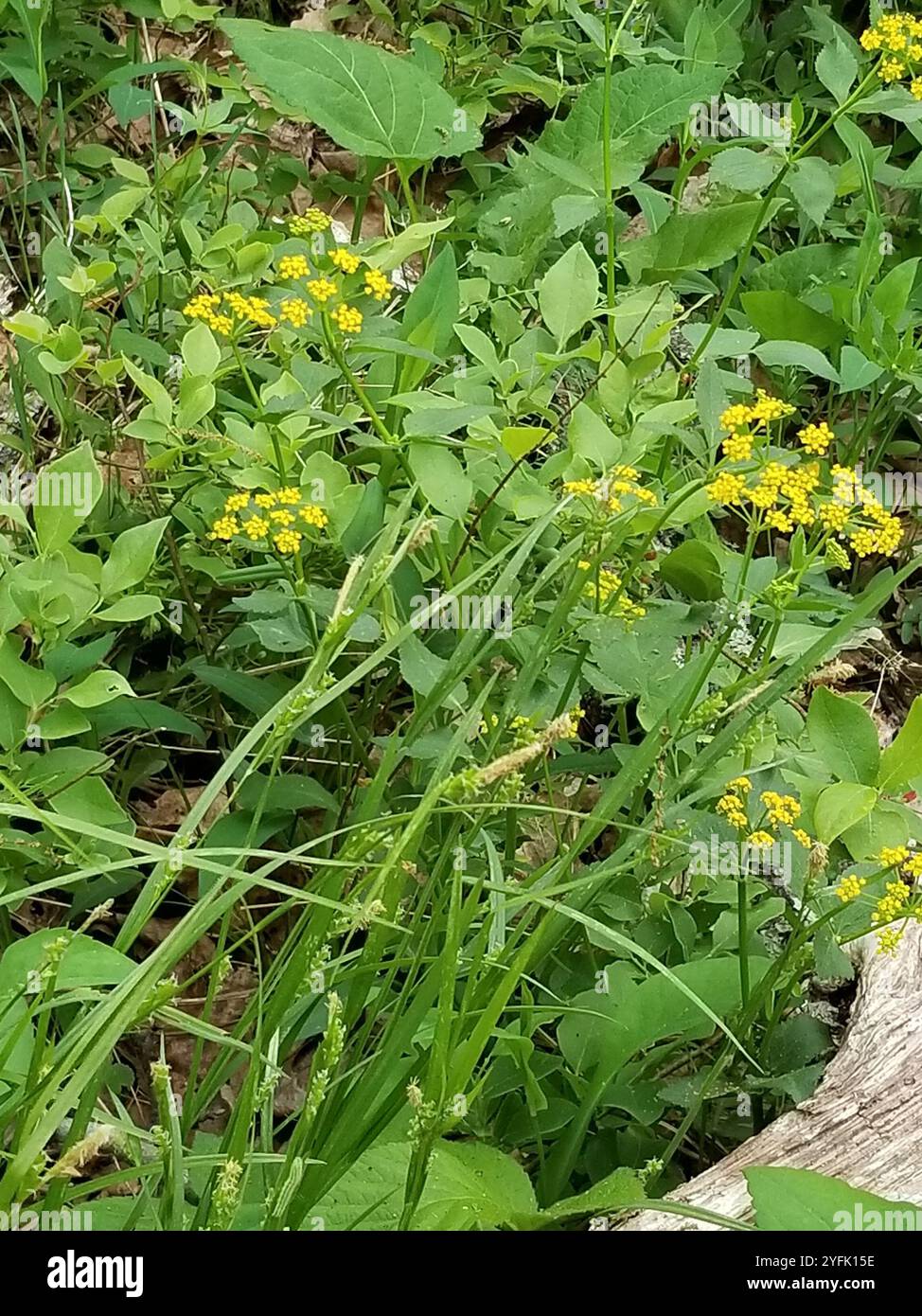 heart-leaf golden Alexanders (Zizia aptera Stock Photo - Alamy