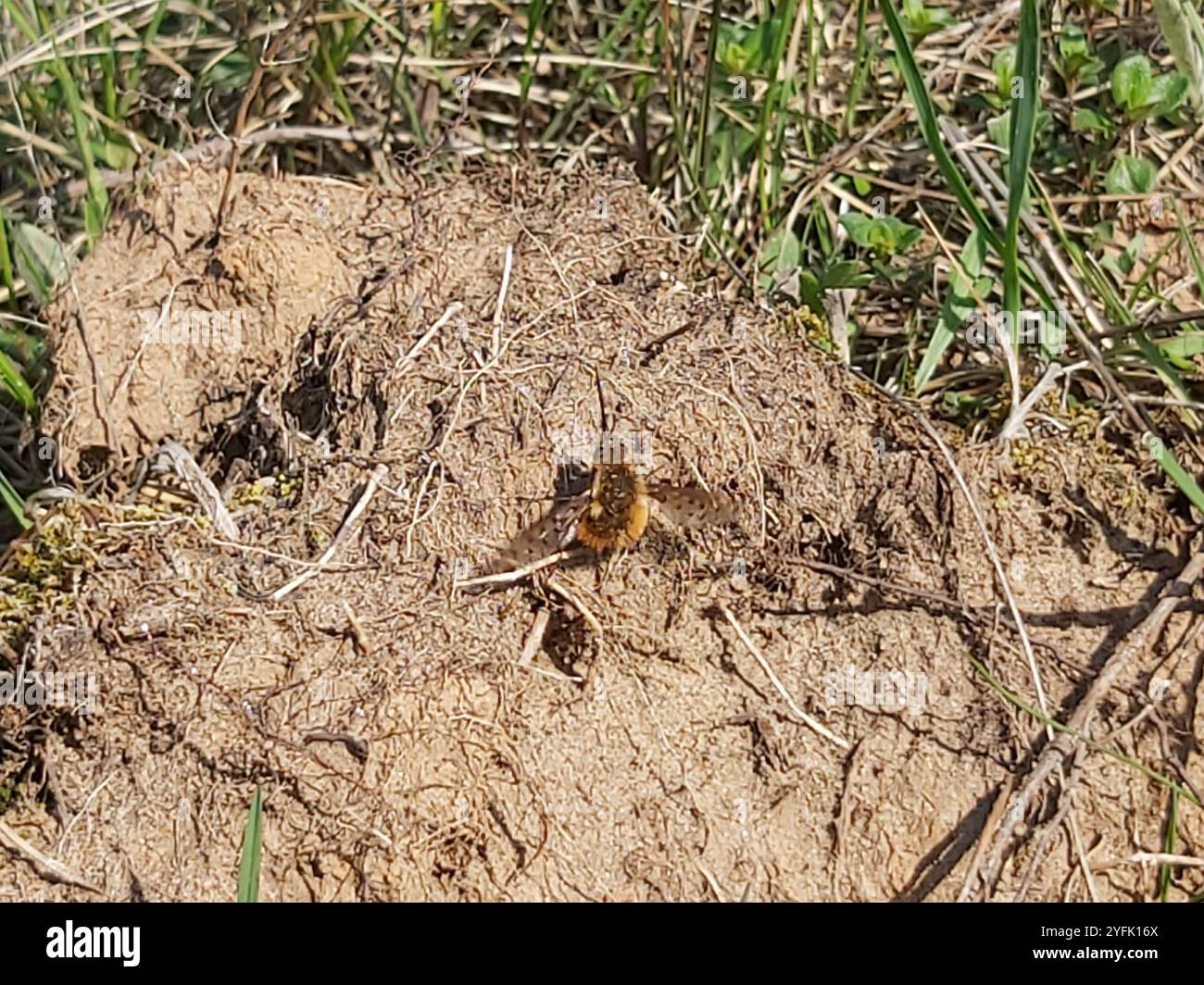 Dotted bee fly hi-res stock photography and images - Alamy