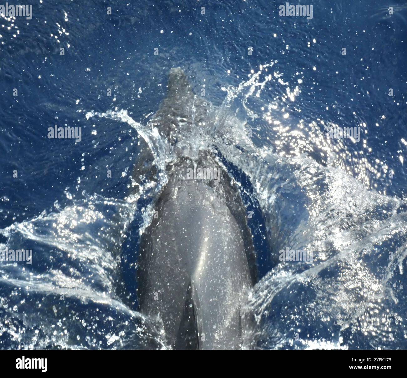 offshore pantropical spotted dolphin (Stenella attenuata attenuata Stock Photo - Alamy