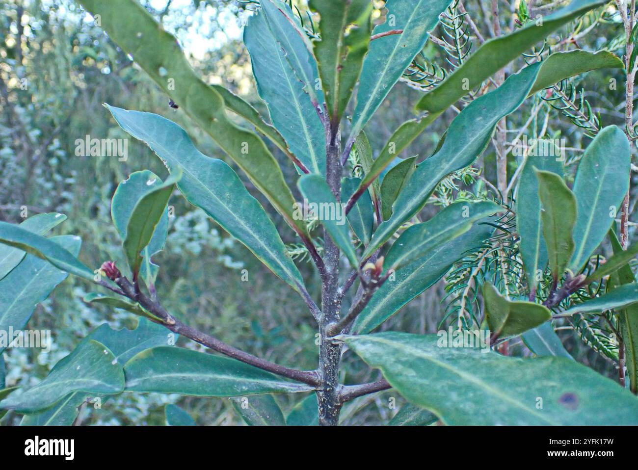 Cape beech (Rapanea melanophloeos Stock Photo - Alamy