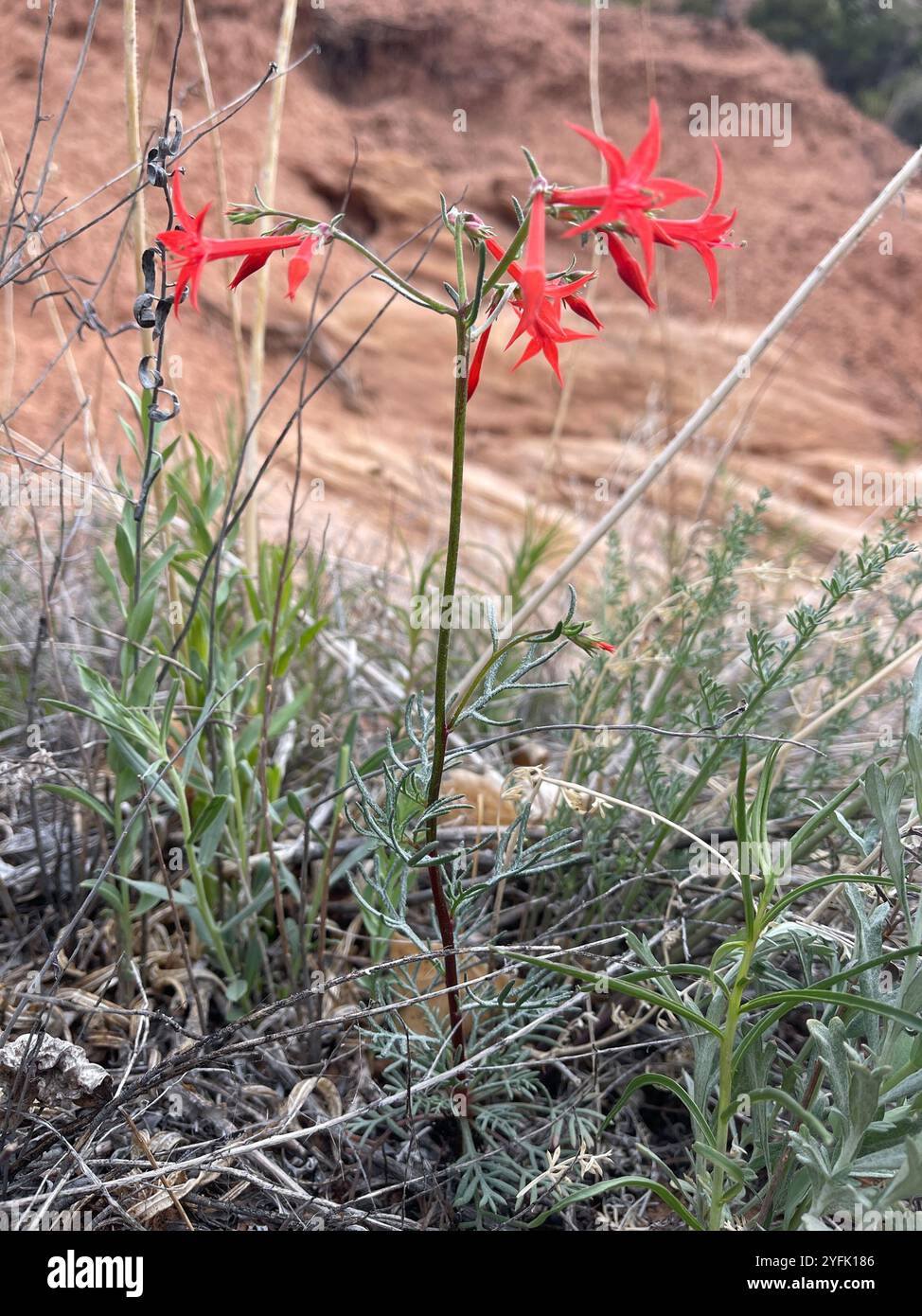 Scarlet Gilia (Ipomopsis aggregata Stock Photo - Alamy