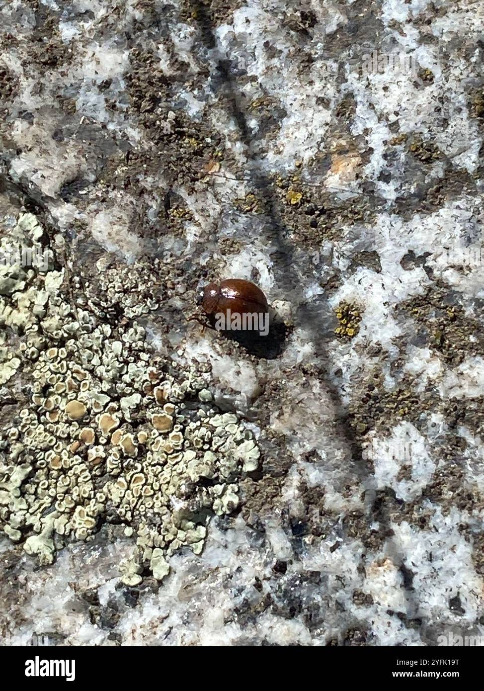 Cynegetis impunctata hi-res stock photography and images - Alamy