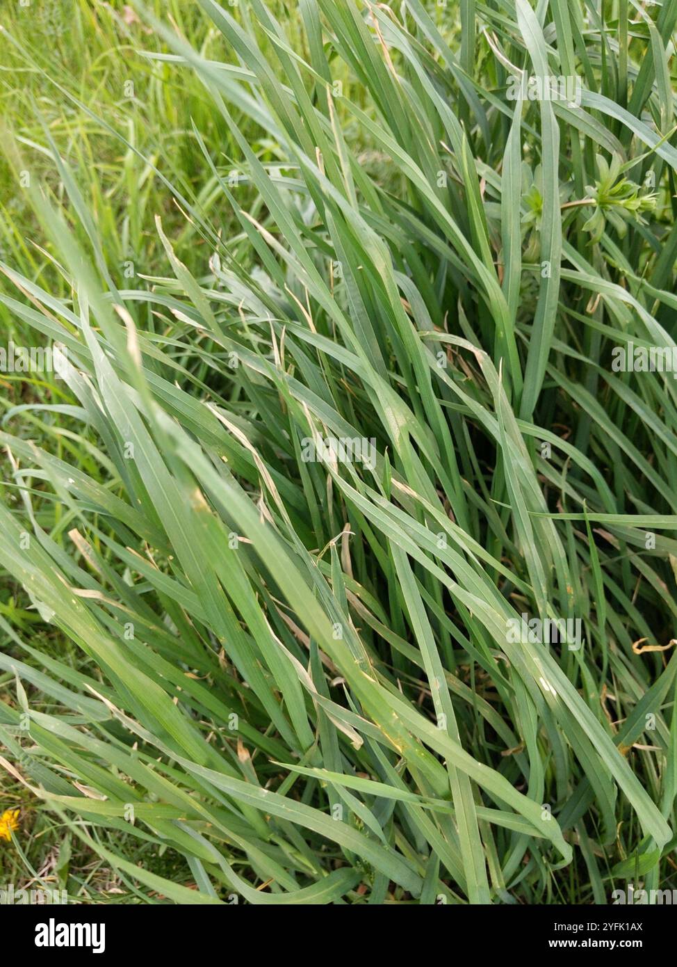 tall fescue (Lolium arundinaceum Stock Photo - Alamy