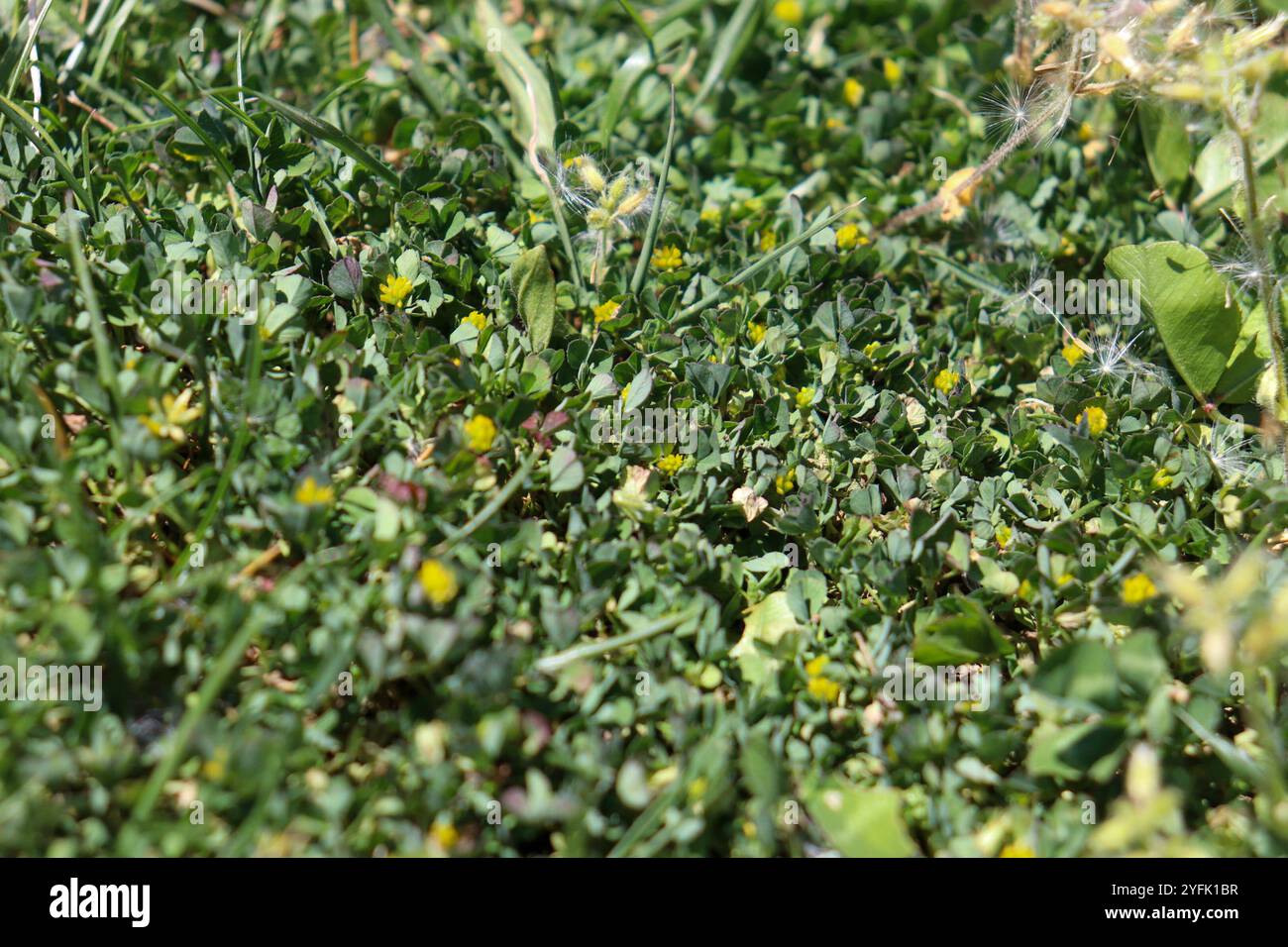 Lesser hop trefoil hi-res stock photography and images - Alamy