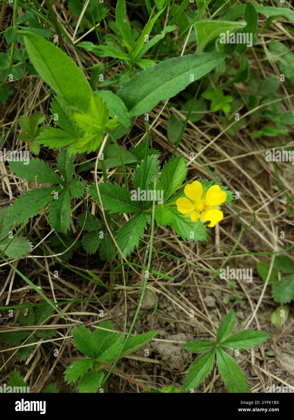 common cinquefoil (Potentilla simplex Stock Photo - Alamy